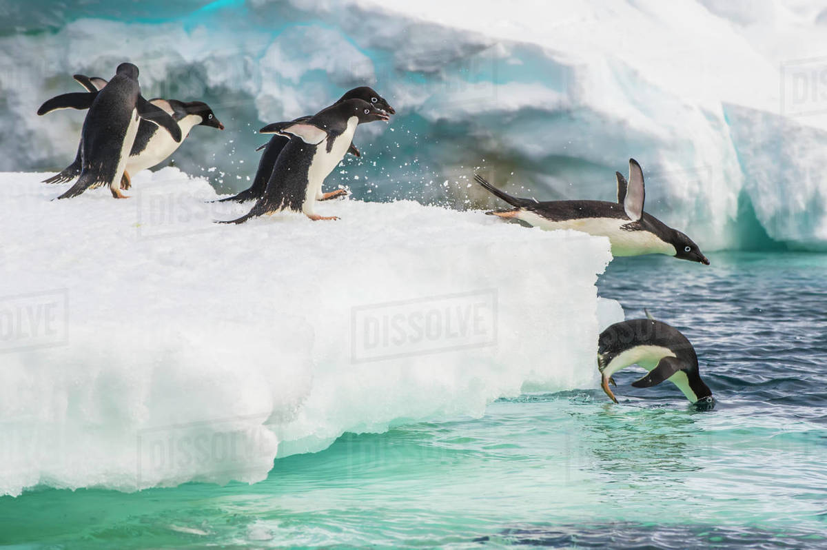 A group of adelie penguins jump from ice into the ocean. - Royalty-free ...