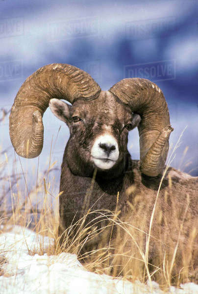 Portrait of a full curl, bighorn sheep ram (Ovis canadensis) lying in ...