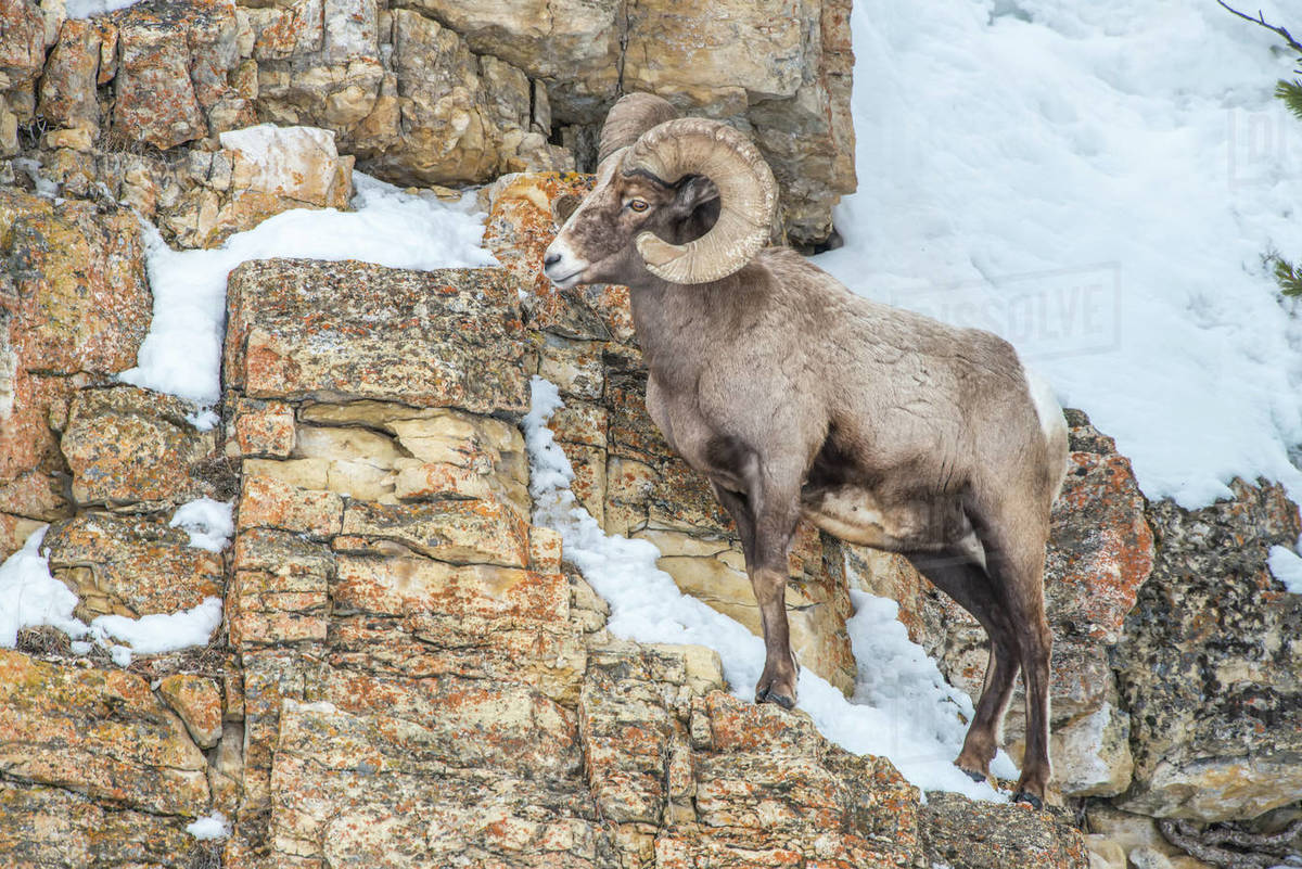 Portrait of a full curl, bighorn sheep ram (Ovis canadensis) standing ...