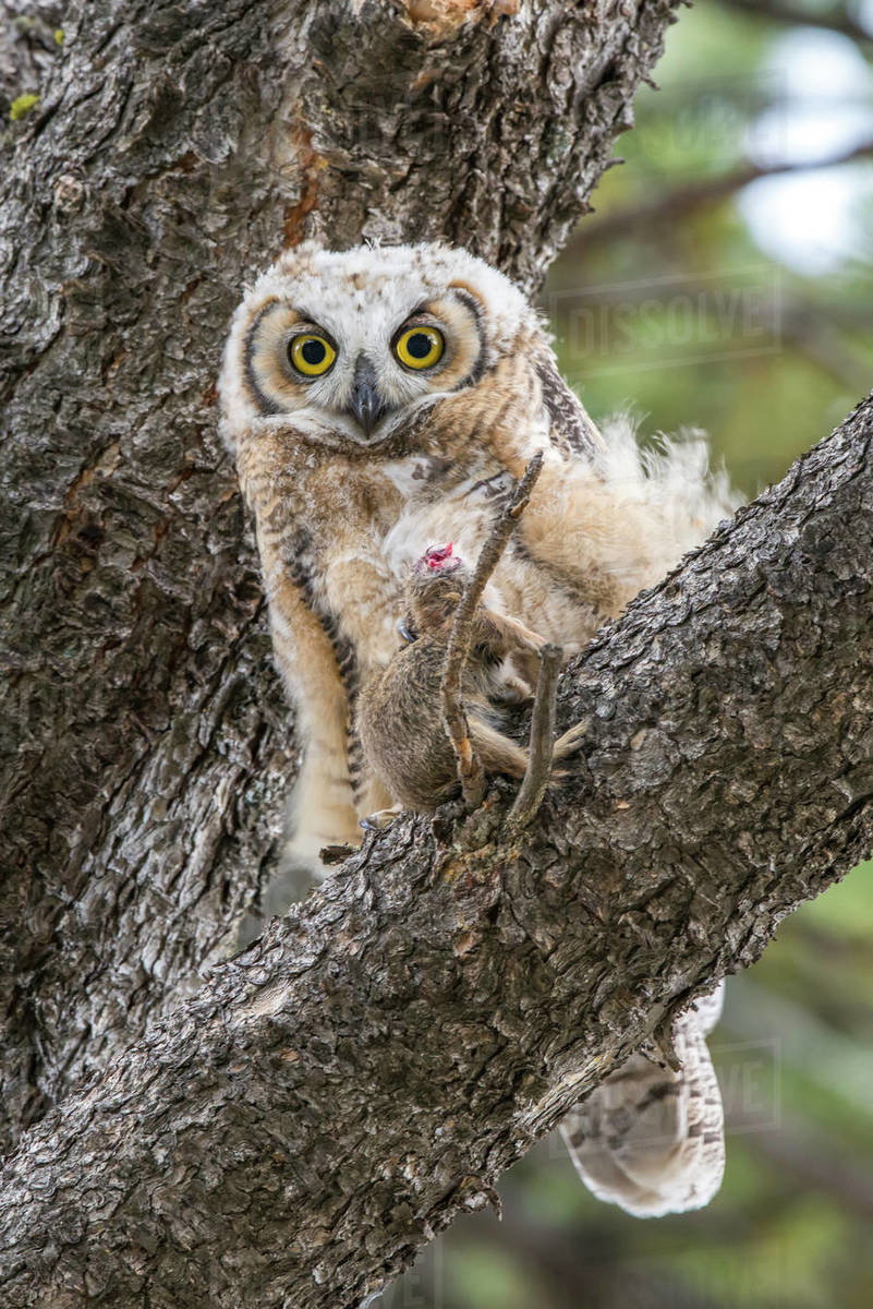 Great horned owl sitting in a Douglas fir tree (Pseudotsuga menziesii ...