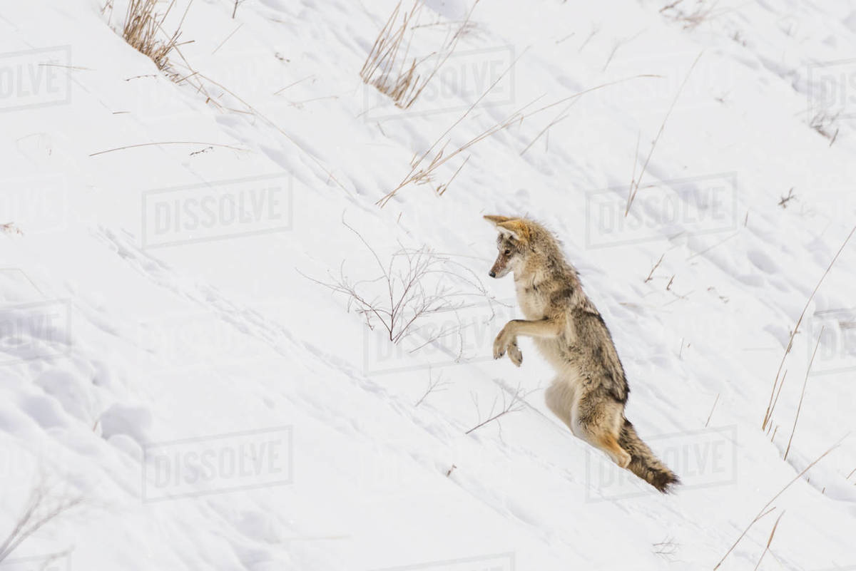 A Coyote (Canis latrans) kneeling on his hind legs on snow covered ...