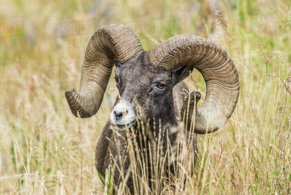 Portrait of a full curl, bighorn sheep ram (Ovis canadensis) standing ...