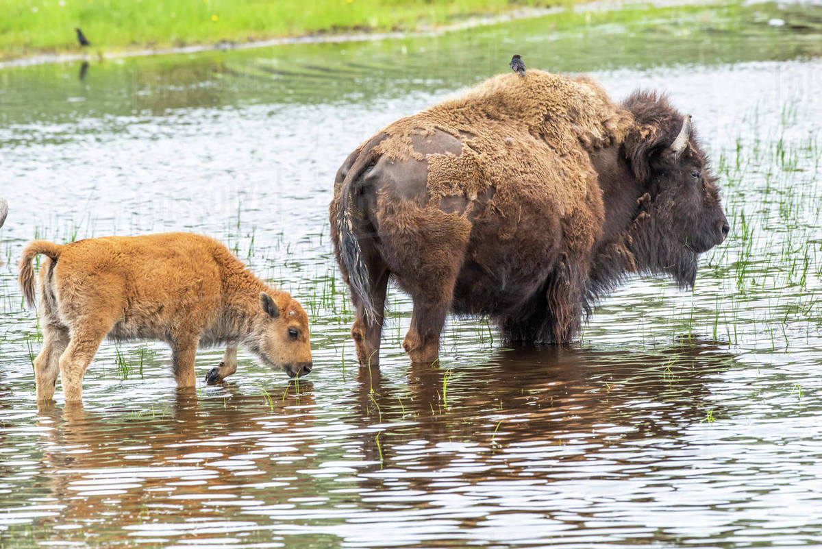 American bison cow (Bison bison) and a calf wading in the calm water ...