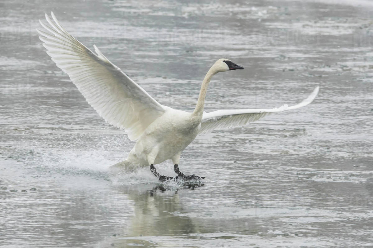 Trumpeter swan (Cygnus buccinator) wings outstretched landing on the ...