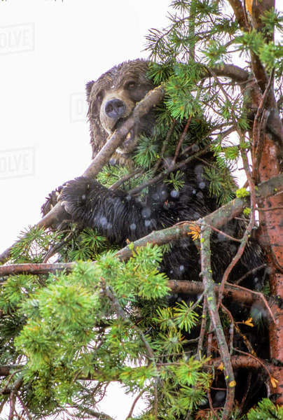 Portrait of an American black bear (Ursus americanus) looking at camera ...