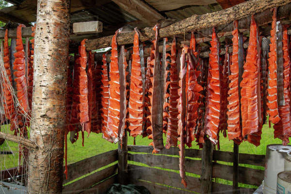 Filleted salmon hanging on a drying rack in a smoke house at a remote ...