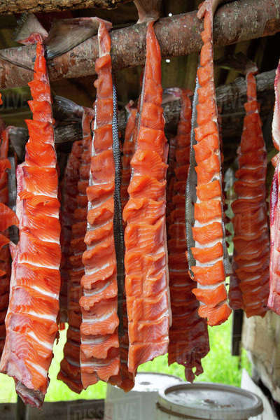 Filleted salmon hanging on a drying rack in a smoke house at a remote ...
