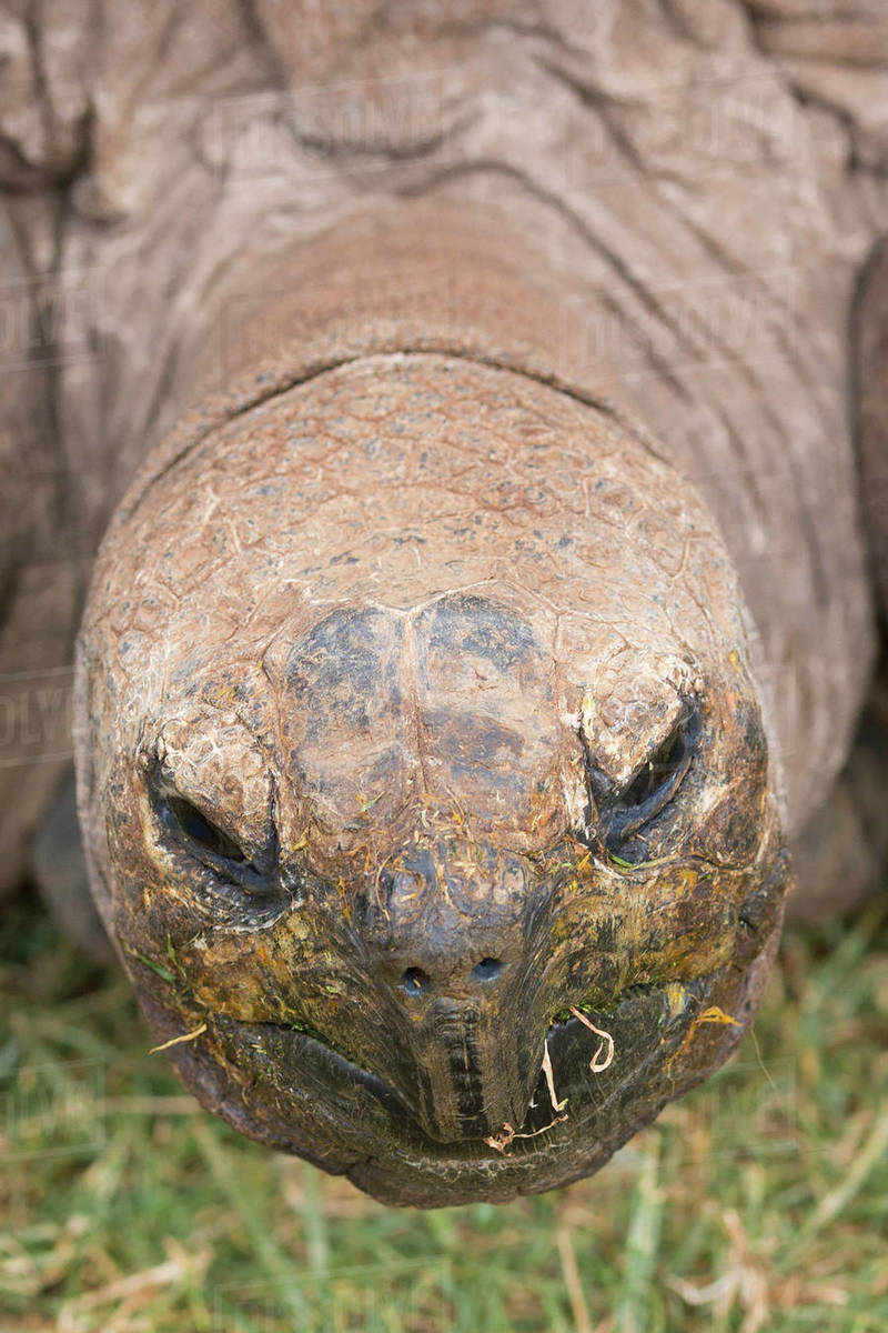 Giant tortoise head, Mount Kenya, Nyeri County, near Nanyuki, Kenya ...