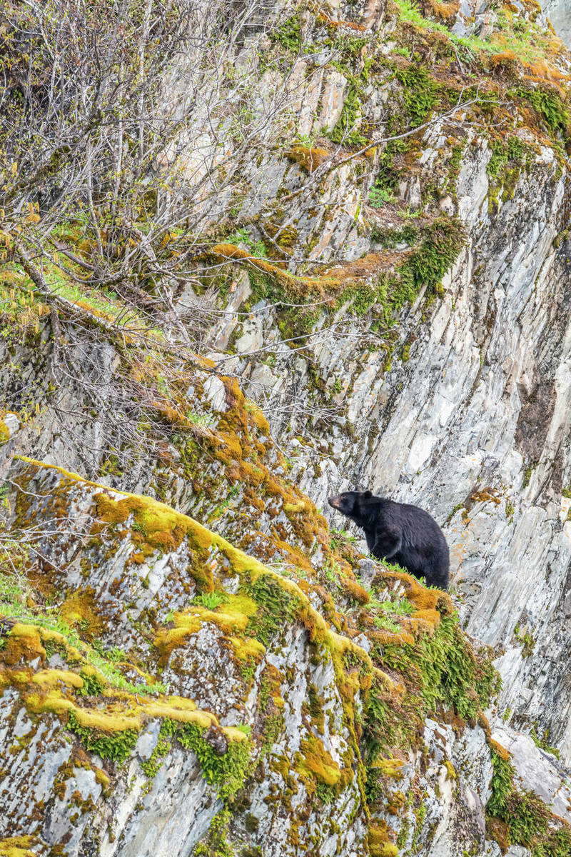 American black bear (Ursus americanus) climbing up a steep cliff in ...