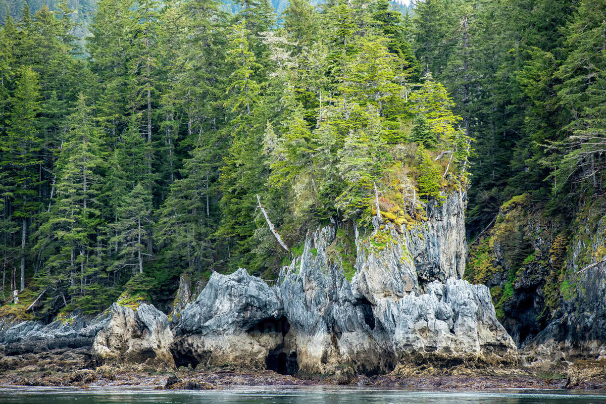 Old conifers along the limestone cliffs on the shore of Admiralty ...
