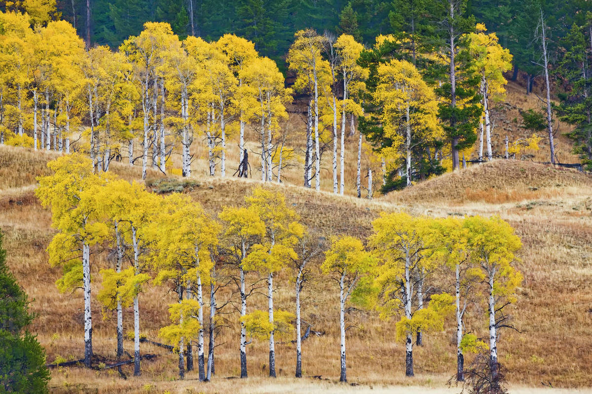 Golden, yellow aspen trees (Populus tremuloides) in rows against the ...