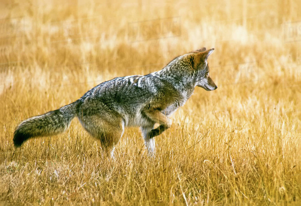 Close-up of a coyote (Canis latrans) standing in the yellow grass ...