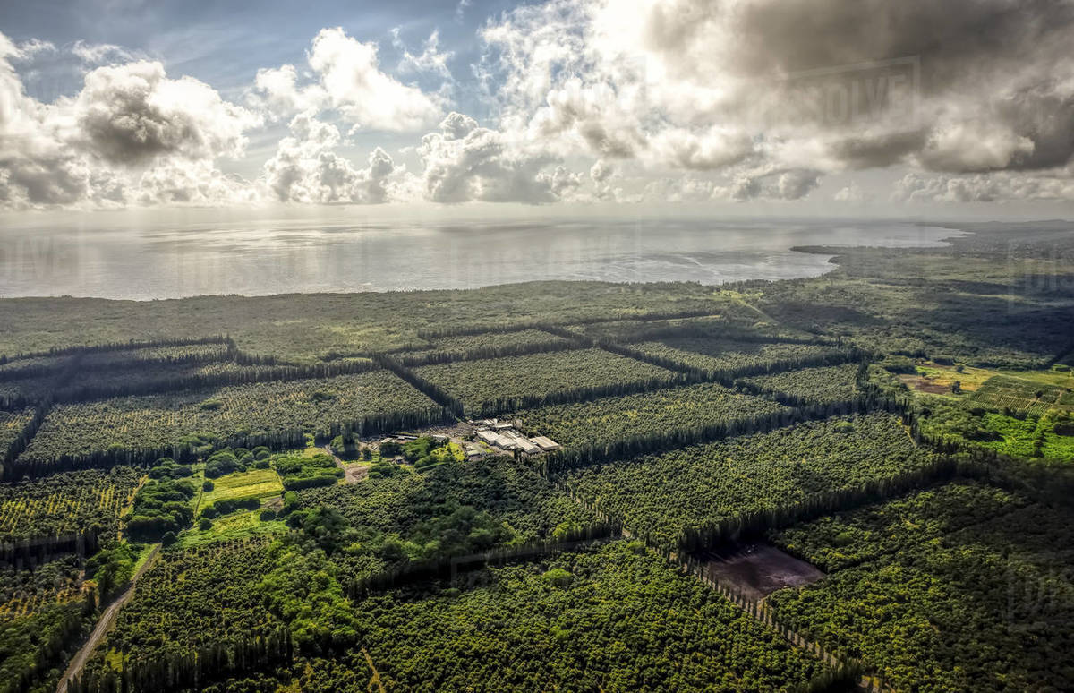 Aerial view of thousands of acres of macadamia trees at the Mauna Loa ...