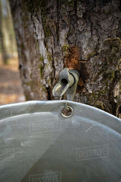 Detail of a sap dripping from the spigot tapped into a sugar maple tree ...