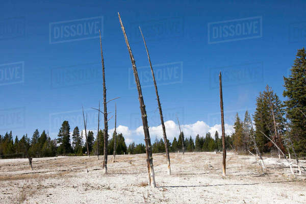Dead trees in mineral deposits in a geothermal area of Yellowstone ...