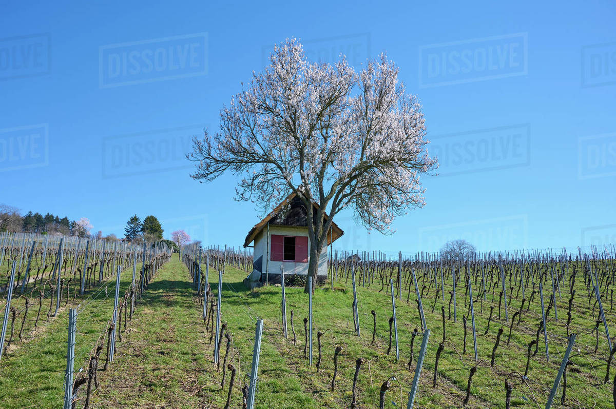 Vineyard with wine hut in spring in Heppenheim, Bergstraße, Odenwald ...