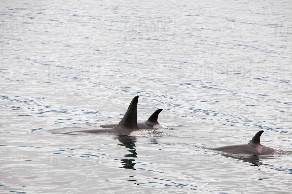 A pod of three orca whales, Orcinus Orca, breach their dorsal fins out ...