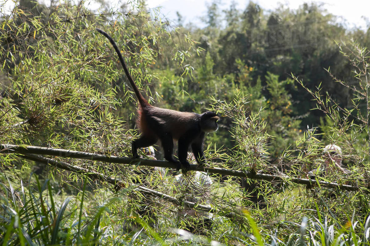 A golden monkey, Cercopithecus kandti, walks along a tree limb in the ...