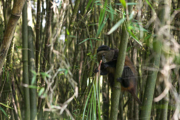 A golden monkey, Cercopithecus kandti, grips a bamboo shoot and eats ...