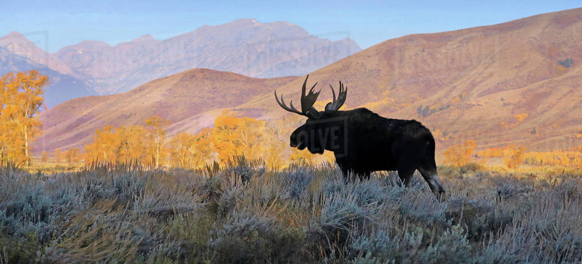 Bull Shiras moose (Alces alces shirasi) moving across a field of brush ...
