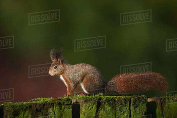 Eurasian red squirrel (Sciurus vulgaris) on a tree stump; Bavaria ...