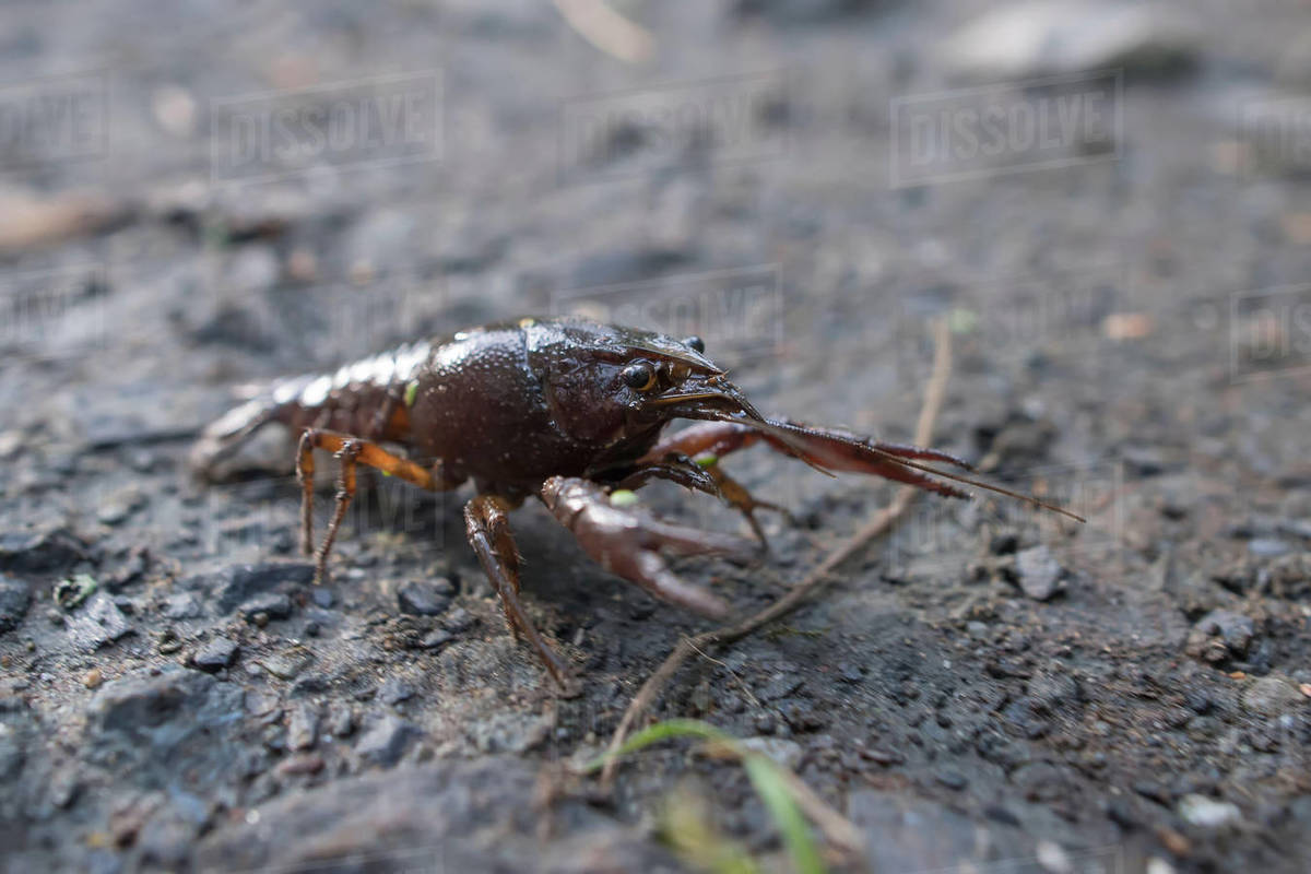 A freshwater crustacean known as a crayfish, walks along the ground ...