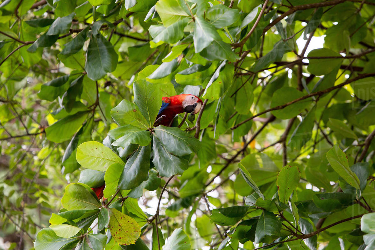 In Caletas Reserve, Osa Peninsula, a scarlet macaw searches for food in ...