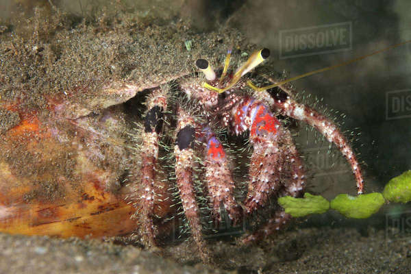 Close-up of a Bloody Hermit Crab (Dardanus sanguinocarpusis) hanging ...