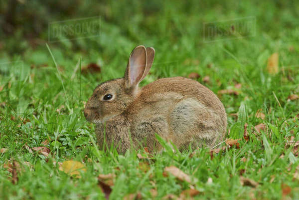 European rabbit or coney (Oryctolagus cuniculus) on a meadow; Bavaria ...