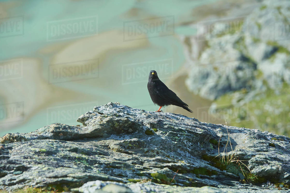 Alpine chough or Yellow-billed chough (Pyrrhocorax graculus ...