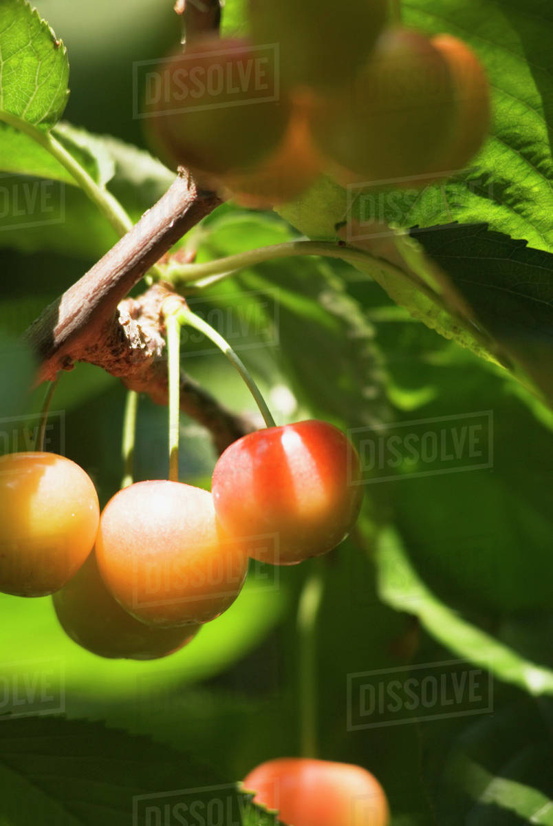Rainier Cherries, A Hybrid Between Bing And Van Cherries, Okanagan ...