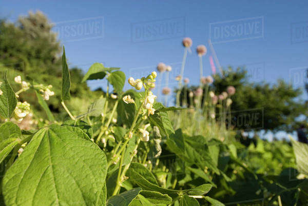 Bean Plants, Okanagan Centre, Bc, Canada - Royalty-free Stock Photo ...