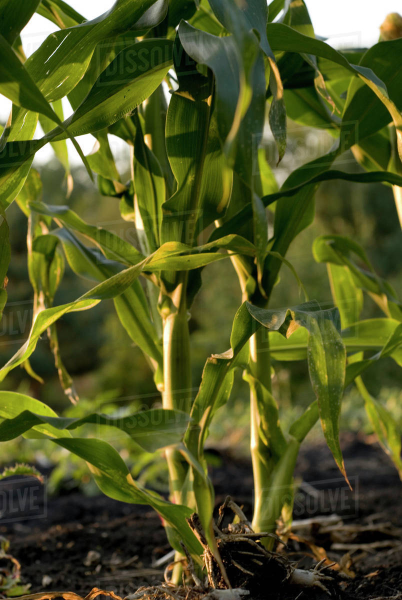 Corn Stalks In Organic Garden, Manitoba, Canada - Royalty-free Stock ...