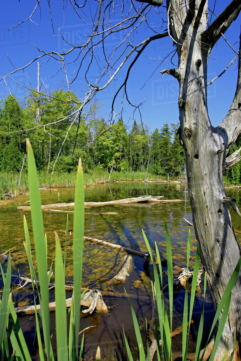 Wetlands, Canada, Ontario, Campbellville - Royalty-free Stock Photo ...