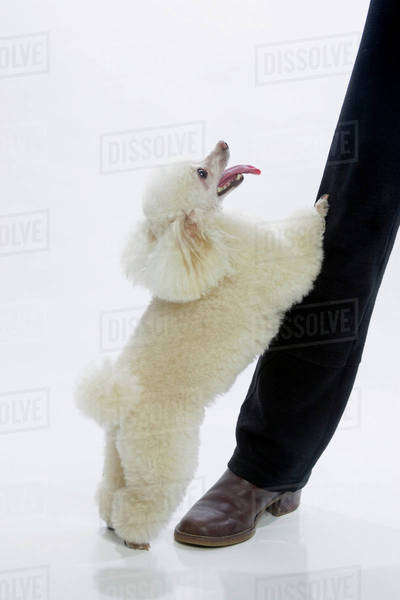 Standard Poodle Standing Against Leg Of Person - Royalty-free Stock ...