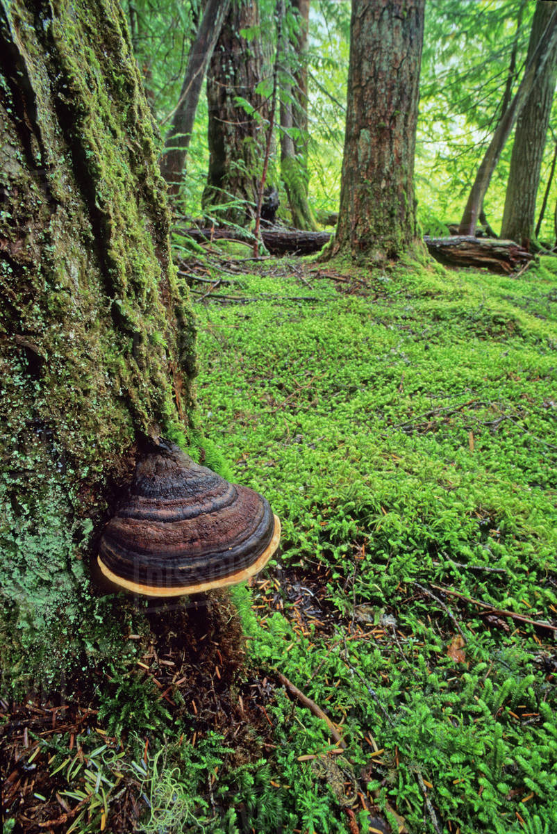 Fungus Grows On The Side Of Fir Tree, Mossy Forest Floor, Whistler, B.C ...