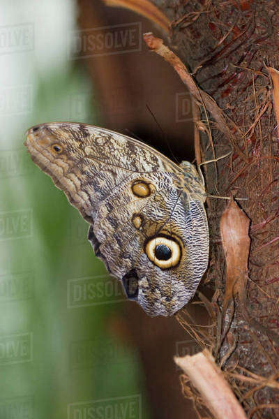 Owl Butterfly (Caligo Idomeneus) Resting On Trunk, Niagara Butterfly ...