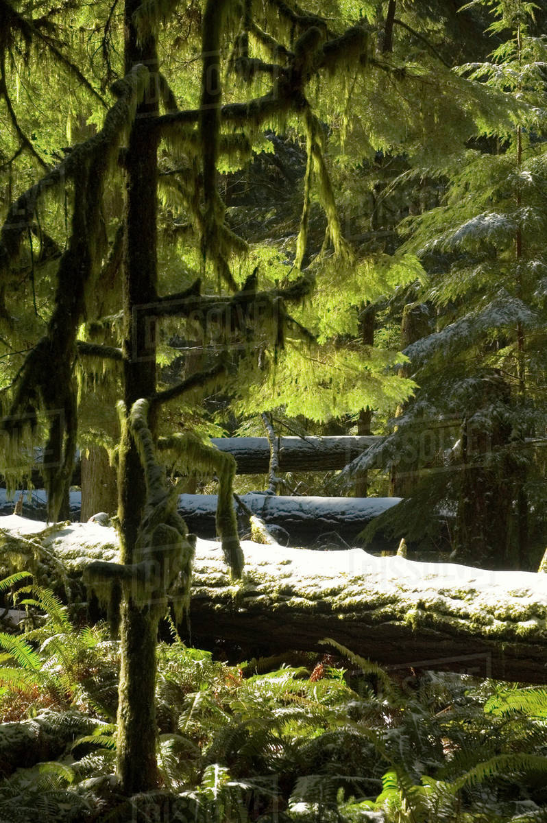 Snowy Trees Of Old Growth Forest In Cathedral Grove In Macmillan ...