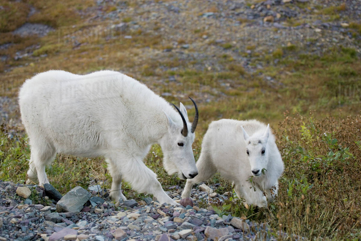 Mountain Goats Near Logan Pass, Glacier National Park Montana, Usa ...