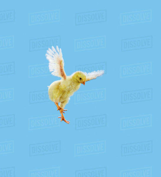 Yellow Chick. Baby Chicken. 'flying'. - Royalty-free Stock Photo | Dissolve