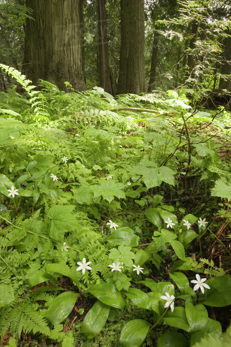 Queen's Cup Flowers Carpet The Old Growth Forest Floor Near Island Lake ...