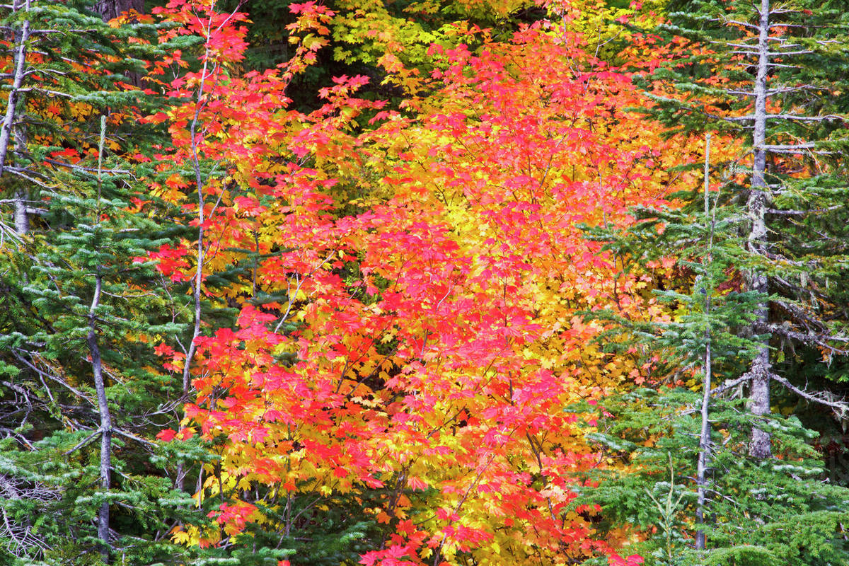 Autumn Coloured Vine Maples In Mt. Hood National Forest; Oregon, United ...
