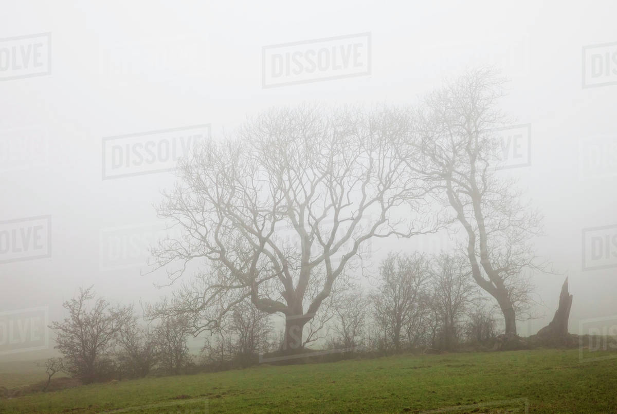 Fog Over A Field And Trees; Northumberland, England - Royalty-free ...