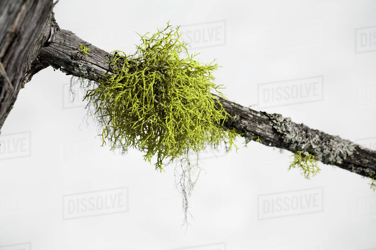 Close Up Of Tree Moss On Dead Tree Branch In The Winter With Snow In ...