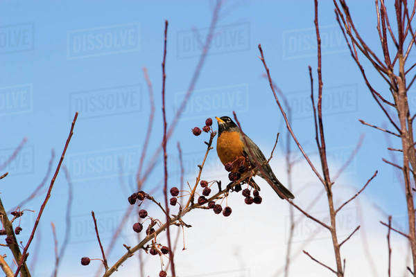 A Robin Sitting On An Apple Tree Branch With Dried Apples And Blue Sky ...