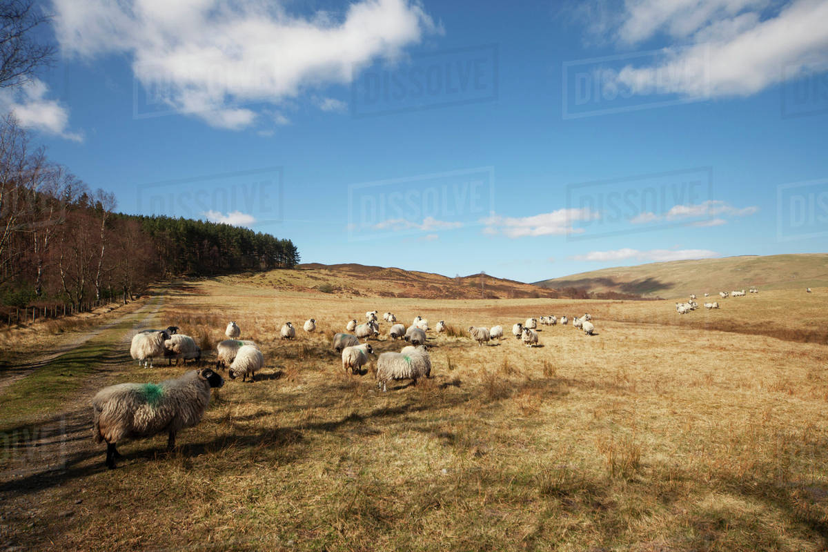Sheep Grazing In A Wide Open Field; Northumberland, England - Royalty ...