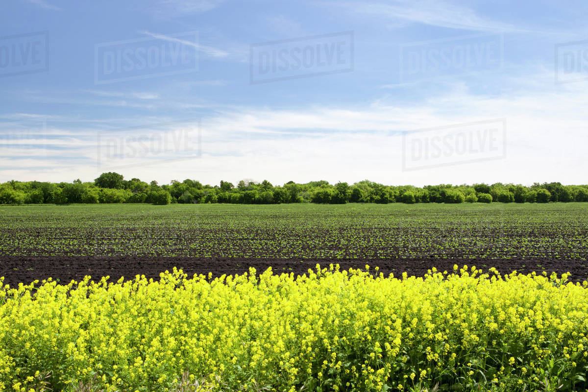 Canola Field Under A Blue Sky; Winnipeg, Manitoba, Canada - Stock Photo ...