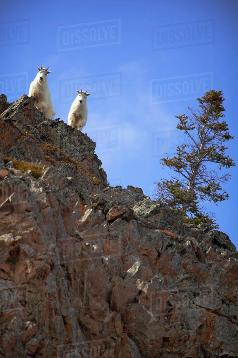 Mountain goats (oreamnus americanus) standing on a rock ledge looking ...
