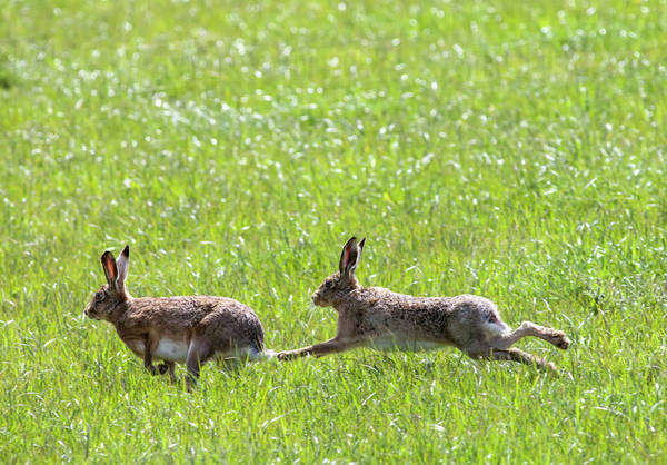Two rabbits playing in the grass;Northumberland england - Royalty-free ...