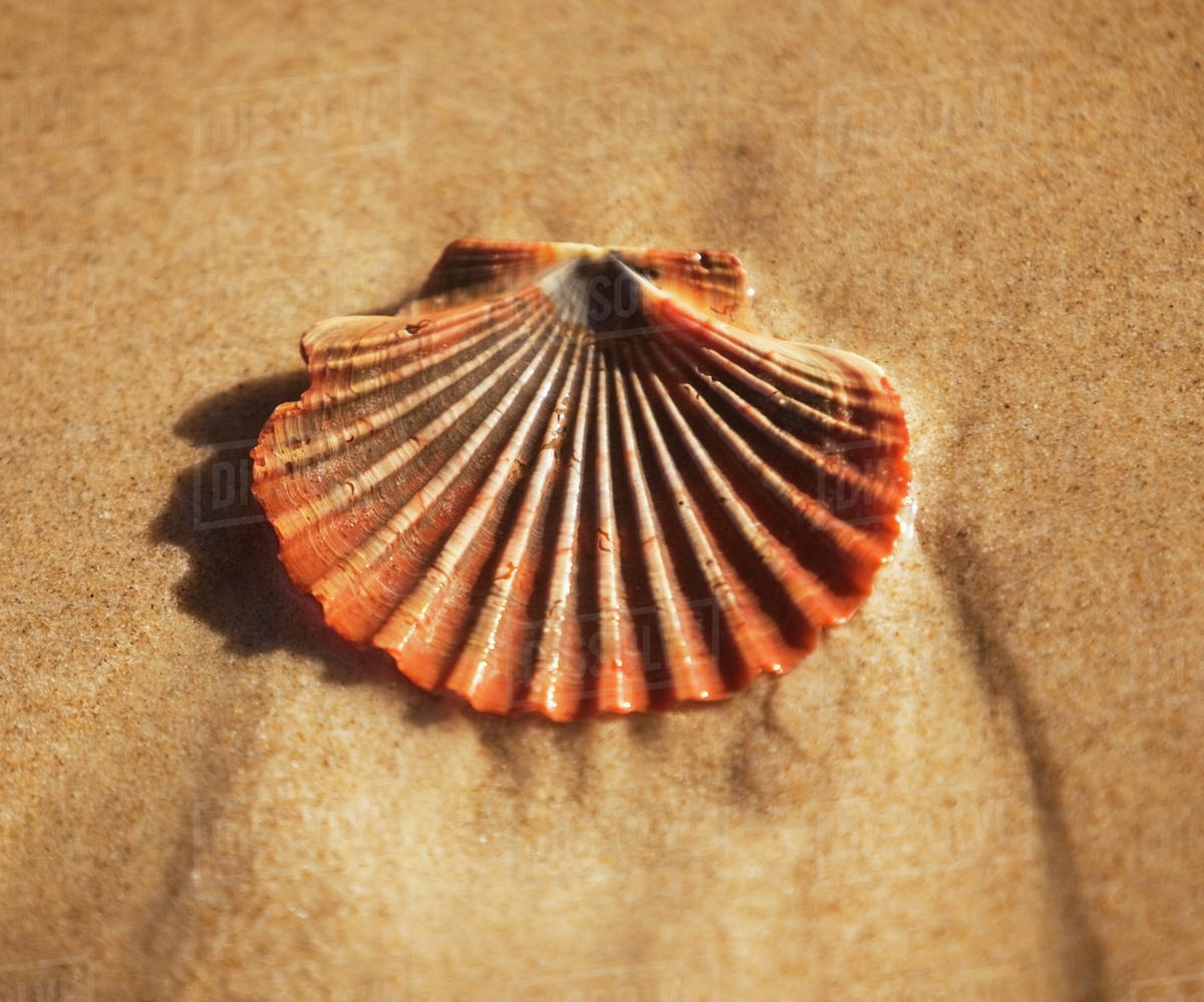 A seashell on sand;Gold coast queensland australia - Royalty-free Stock ...